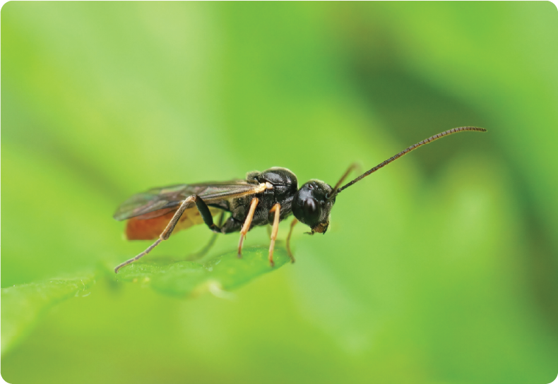 Sticky Trap Monitoring of Insect Pests - News