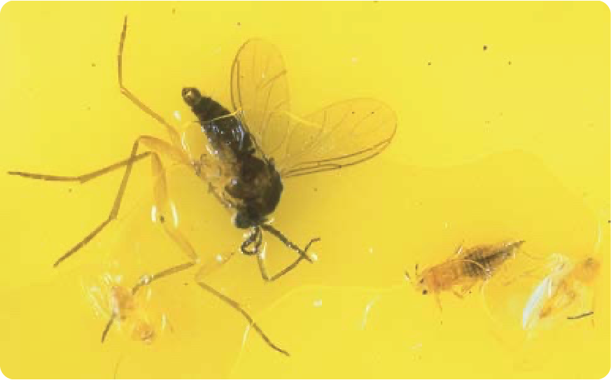 Sticky Trap Monitoring of Insect Pests - News