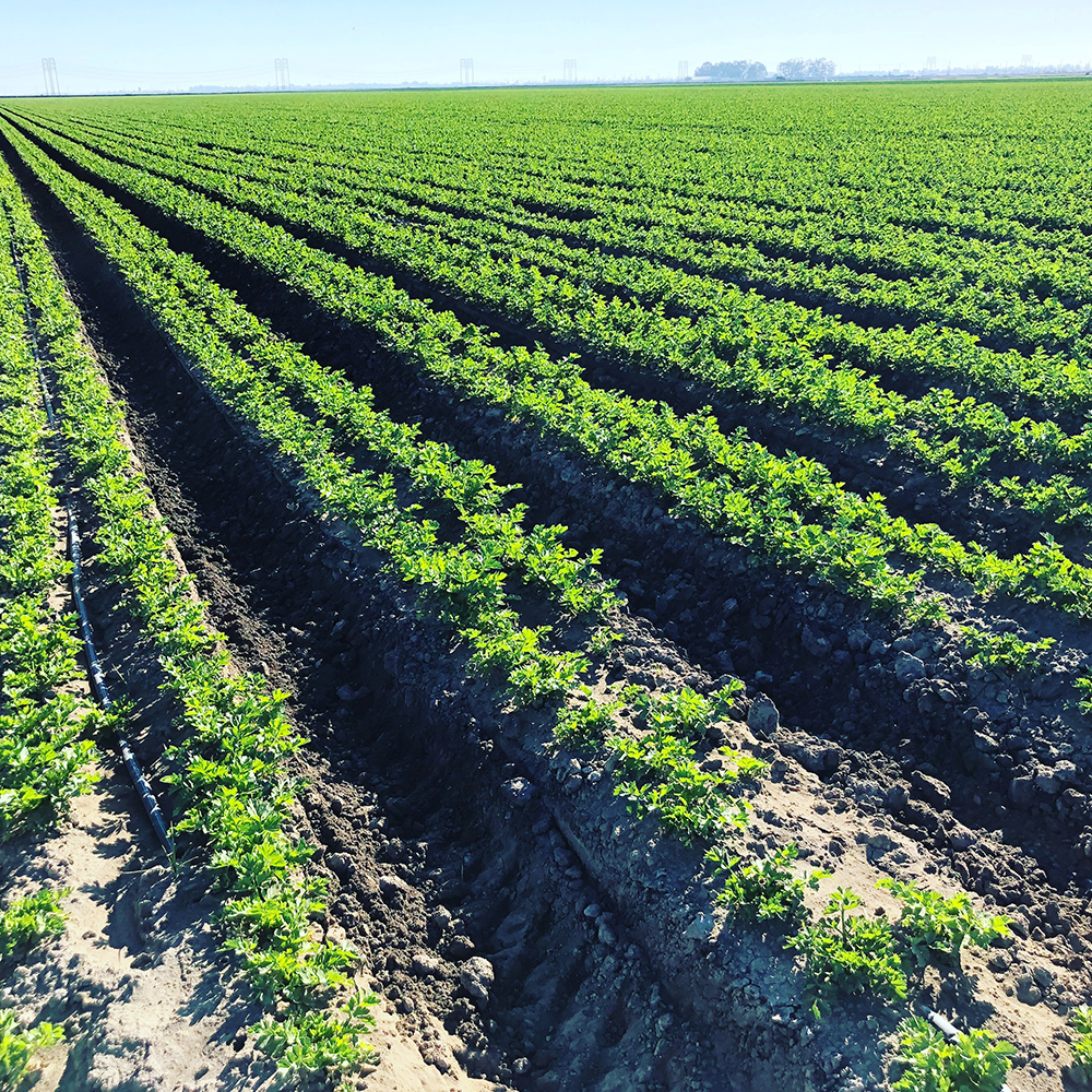 Agronomy Services by Our Certified Agronomists in Los Angeles.